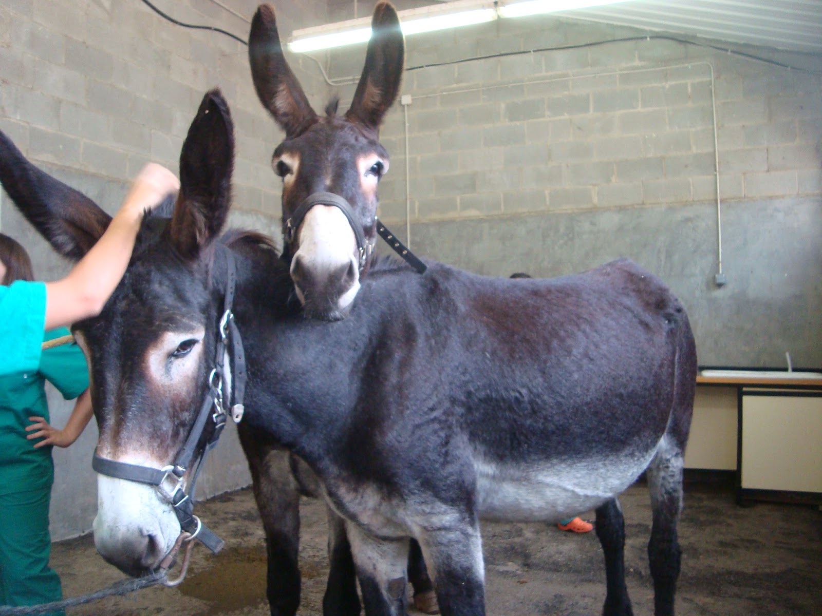 CATALONIAN DONKEYS' REPRODUCTION AT AUTONOMOUS UNIVERSITY OF BARCELONA ...