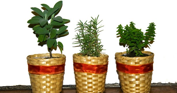 A Green and Rosie Life: Weekly Green Tips #4 - 7 Vegetables everyone ...