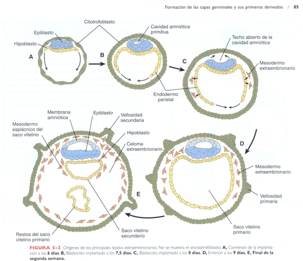 EMBRIOLOGIA - Mind42