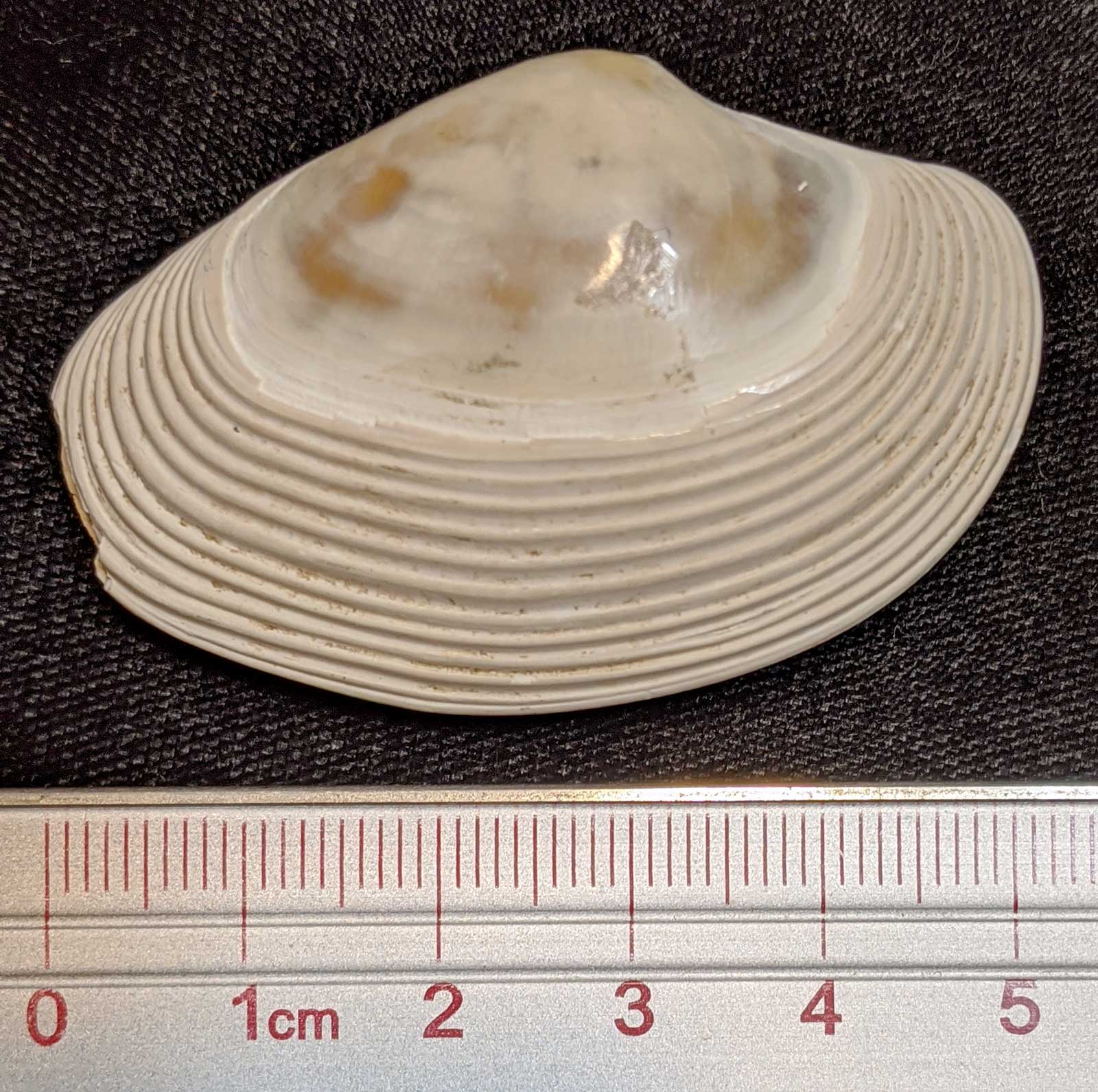 Louisville Fossils and Beyond: Indonesian Bivalve Fossil