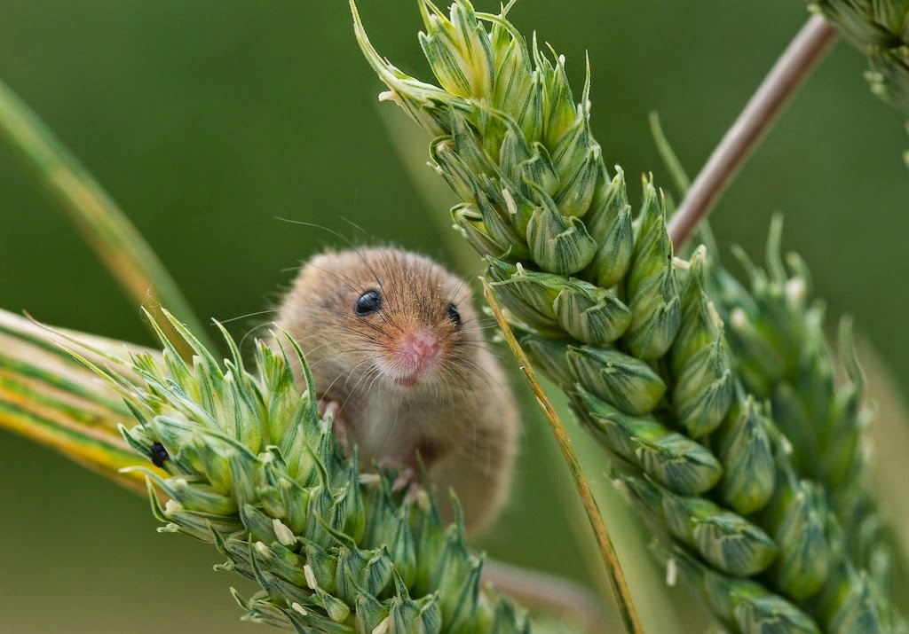 Matt's Photos: Harvest Mice