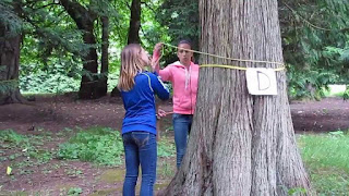 Tree girth measurement