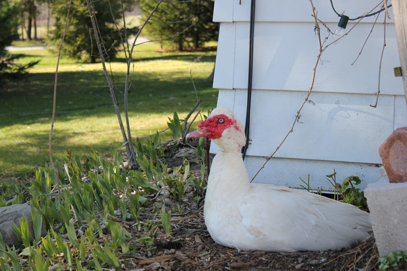Adventures in Country Living at Shalom Engedi Farm: All about ducks ...