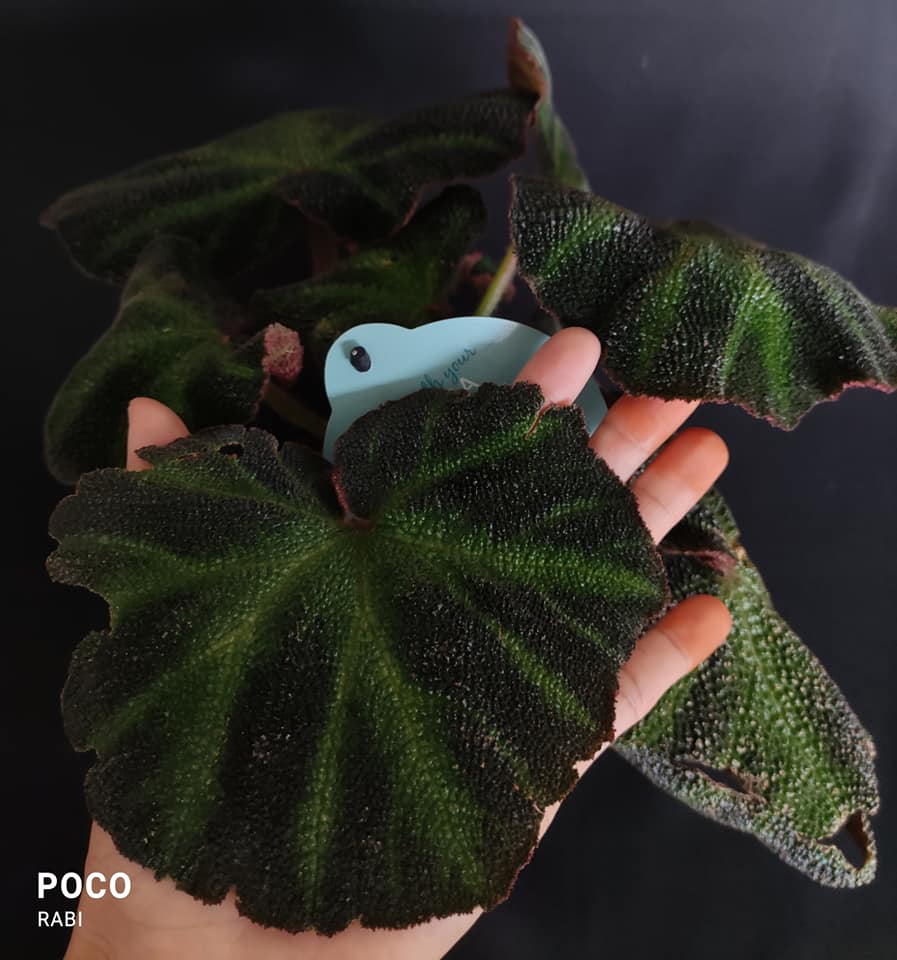 Garden Chronicles of James David: Begonia Soli-mutata / Sun Changing ...