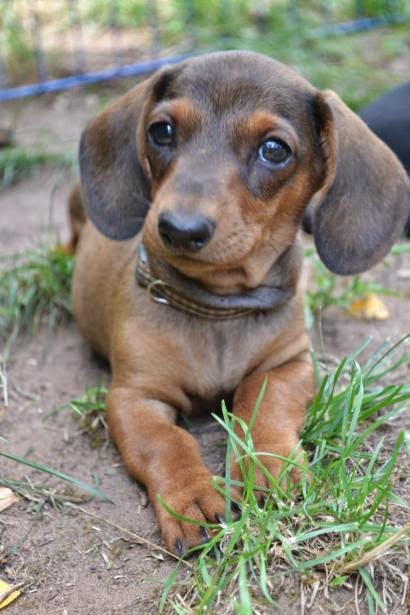Annies bunte Seite: Kleiner Dackel-Welpe Fernando, ganz groß