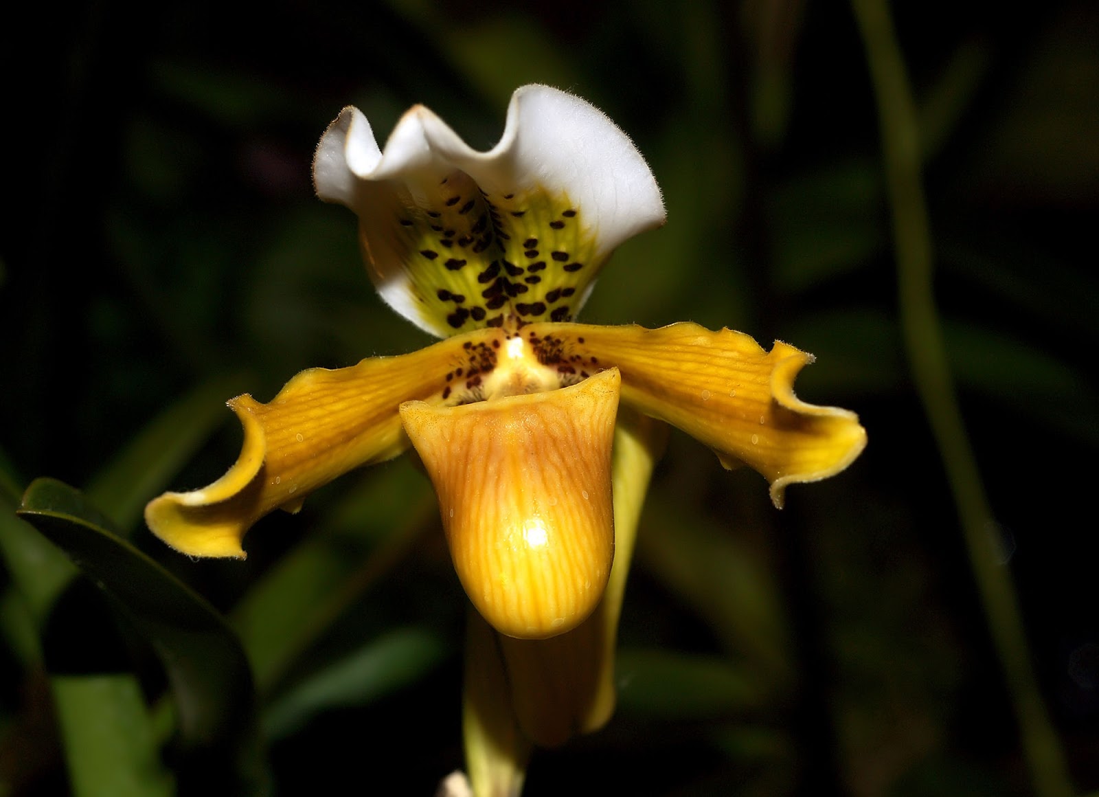 Paphiopedilum exul care and culture | Travaldo's blog
