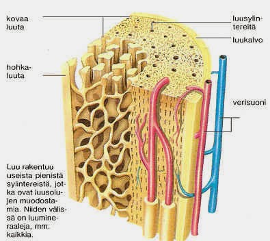 Pääsykoemaraton: Biologia 4: luku 9 Luu- ja lihaskudos