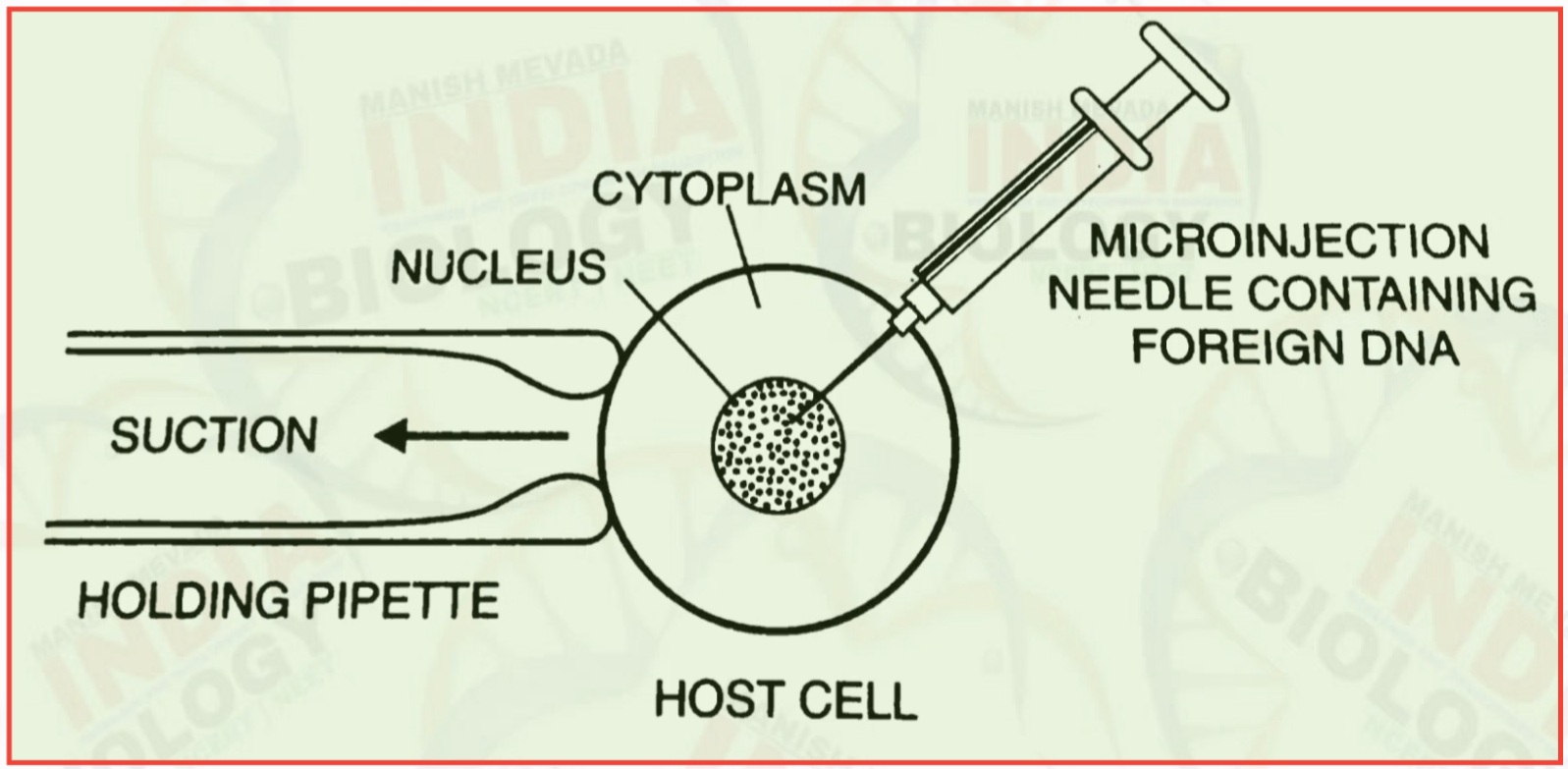Competent host for transformation with recombinant DNA | Biology ...