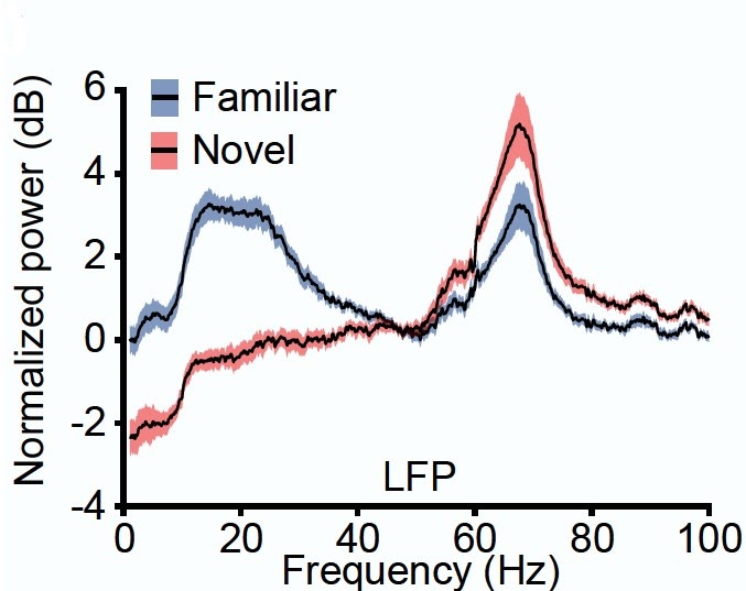 Review of Optology: As Novel Sights Become Familiar, High Frequency ...