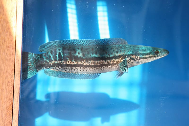 14 Nama Latin Ikan Gabus Dilengkapi Nama Inggris dan Lokalnya - Nama ...