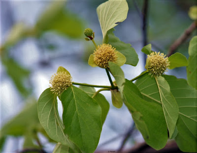 Gifting Trees...: The True Kadam!