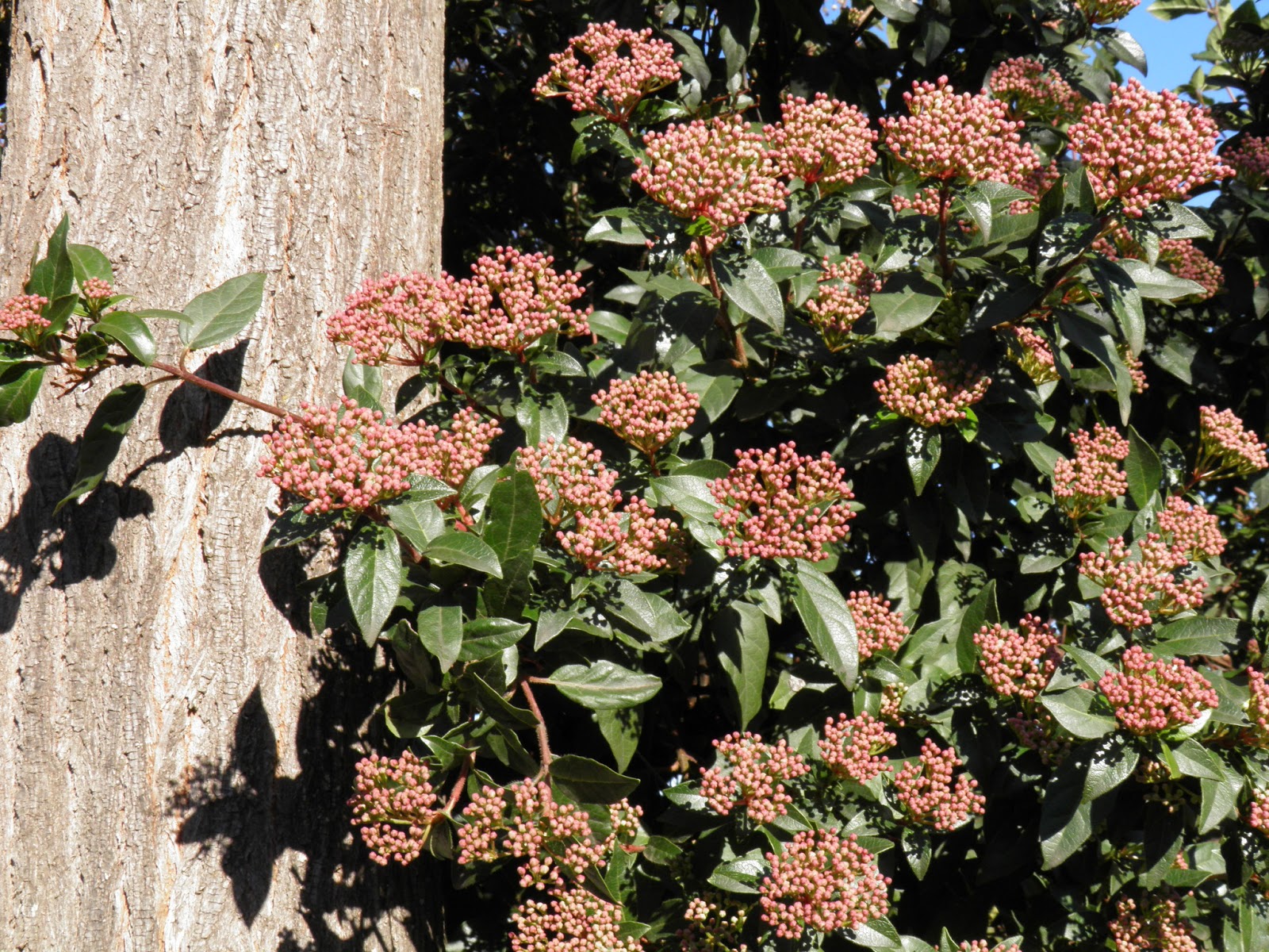 El Terrao - Dos urbanitas en el campo: SETO DE DURILLO - VIBURNUM TINUS