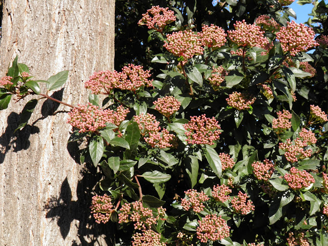 El Terrao - Dos urbanitas en el campo: SETO DE DURILLO - VIBURNUM TINUS