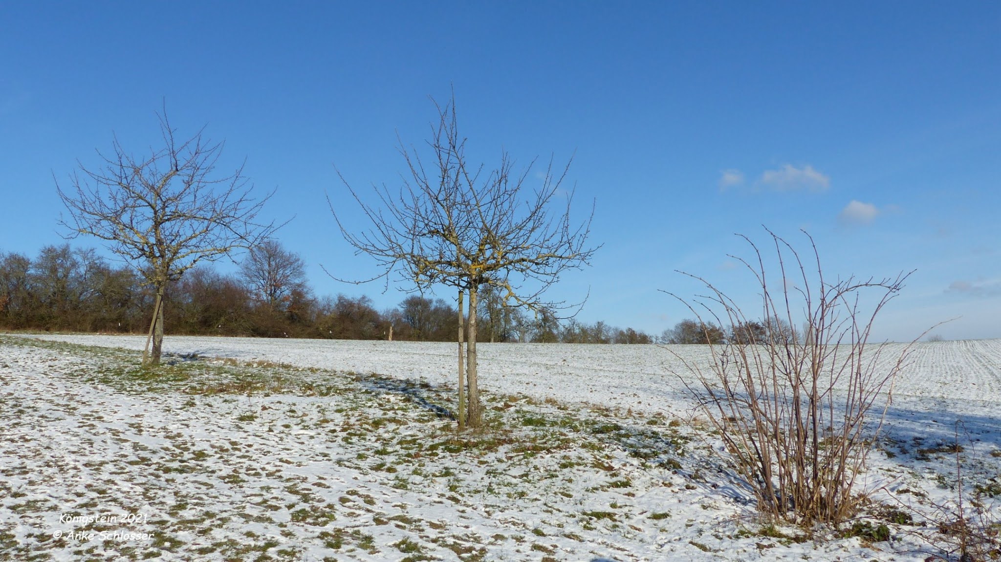 Ankes * * * Gartenzauber * * *: Königsteiner Obstwiesen im Winter