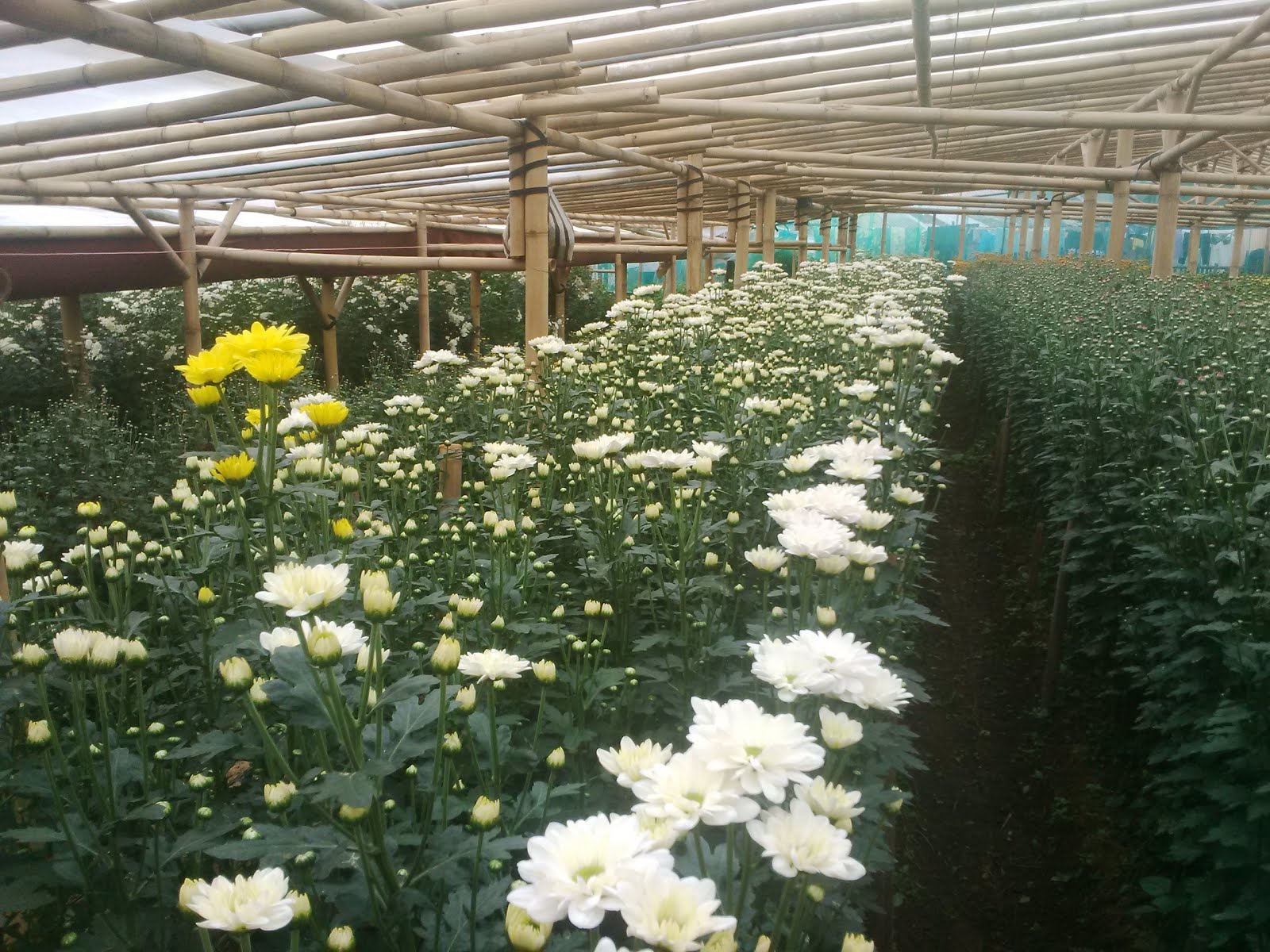 SALSABILA FLOWERS: TOKO BUNGA SALSABILA FLOWERS