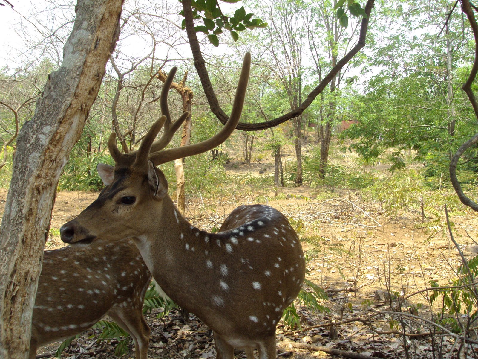 Kuruvampatti (Kurumbapatti) Zoo Park Salem
