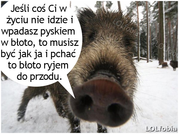 LOLfobia: Bądź jak dzik...
