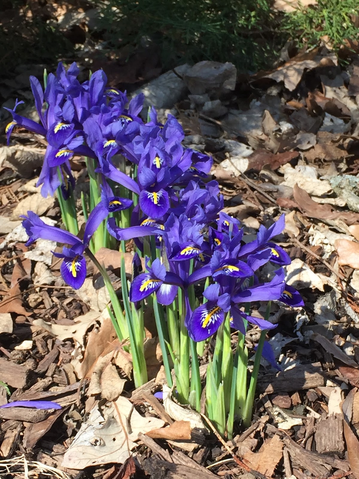 The Phytophactor: Friday Fabulous Flower - early Iris