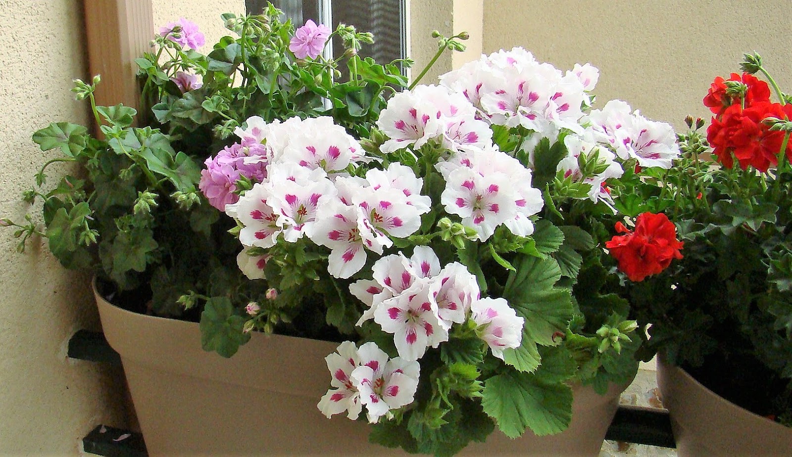 Biosfera vegetal.: Geranios (Pelargonium spp.).