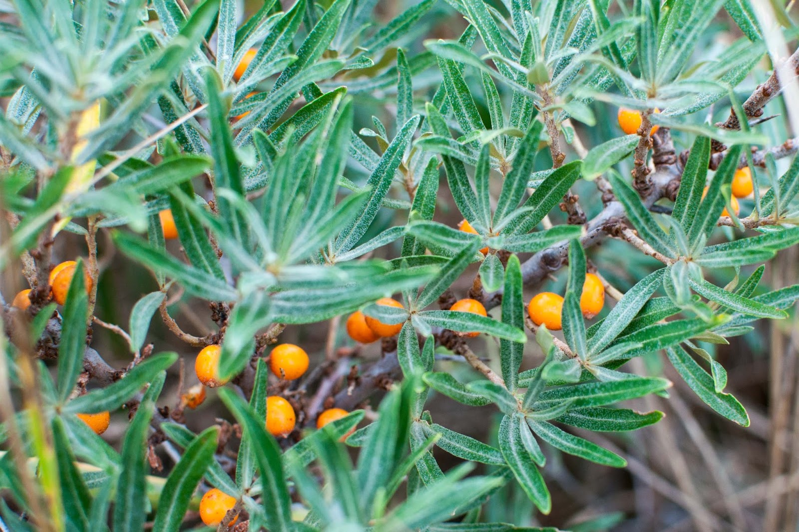 Kreativ Tankeknips: Havtorn, Nordens citron.