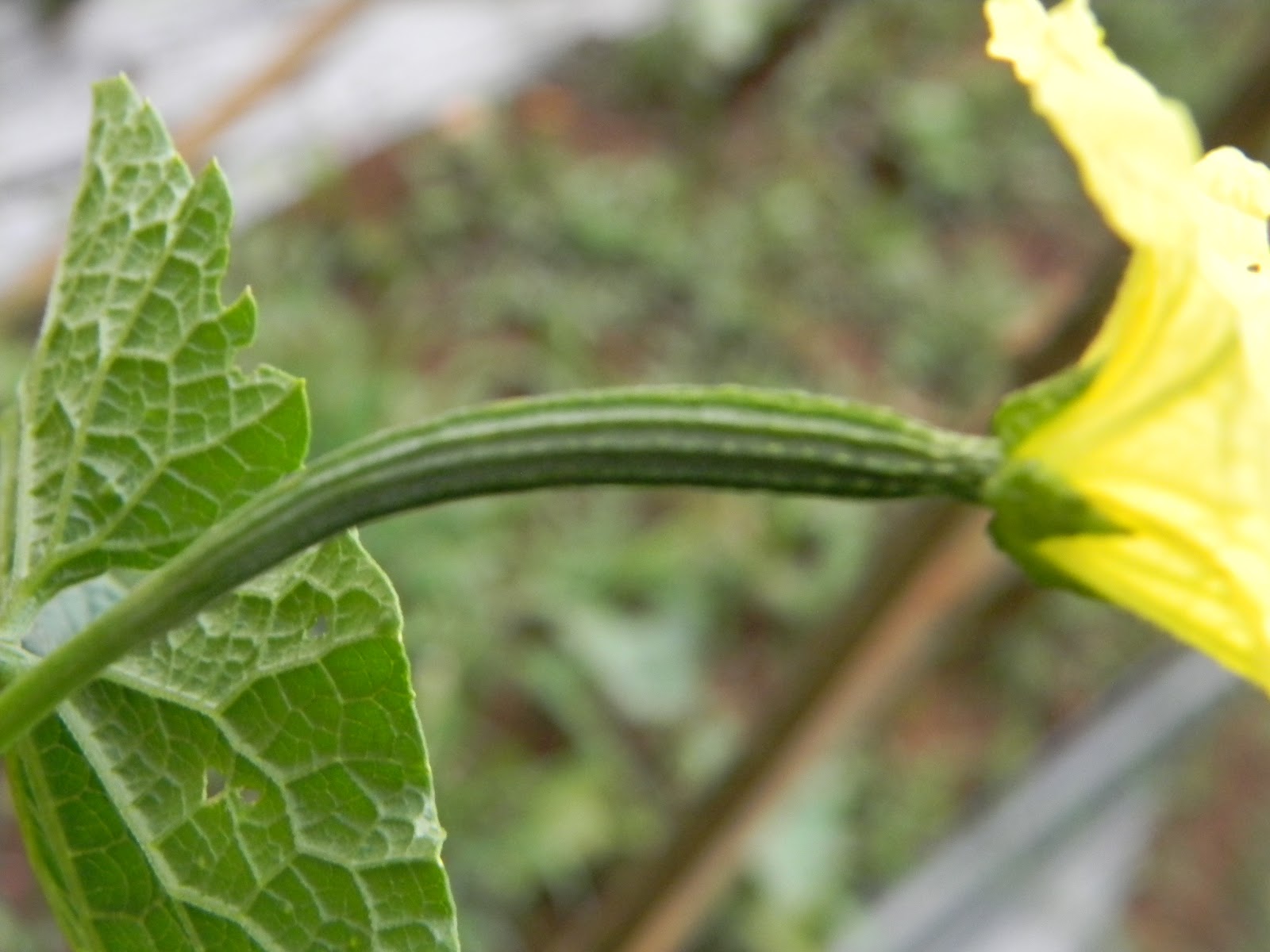 Tanaman Oyong (Luffa acutangula)