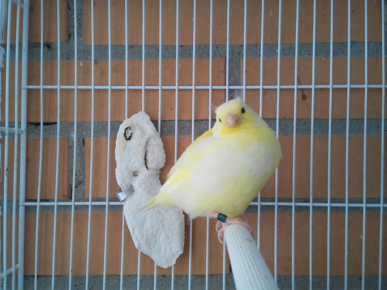 Aviario Calvo: Mas fotos de la cria 2014