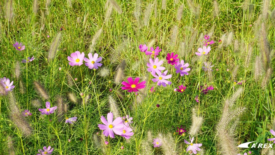 AREX: [Walking Course in Seoul] Enjoy Silver Grass at Heunginjimun Park