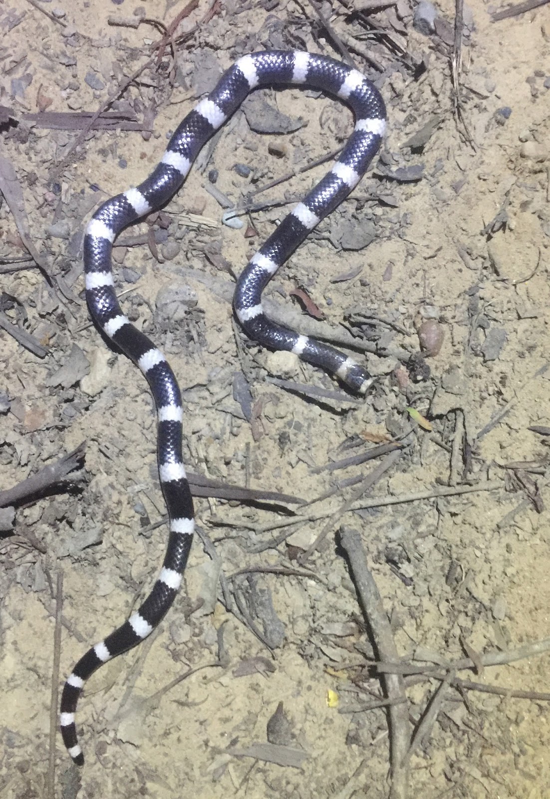 Wildlife of the Hunter Valley: Another nocturnal elapid