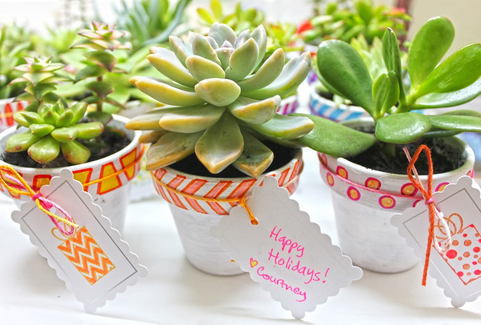 Courtney's Edible Garden: Small Gift or Favors Idea - Succulents