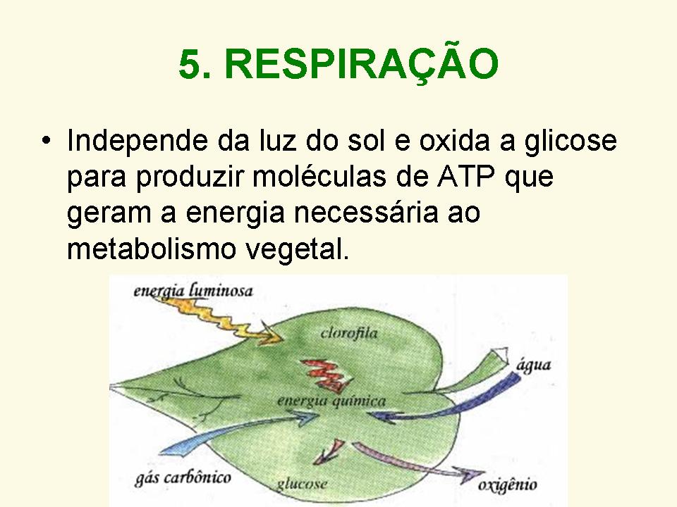 Fisiologia Vegetal