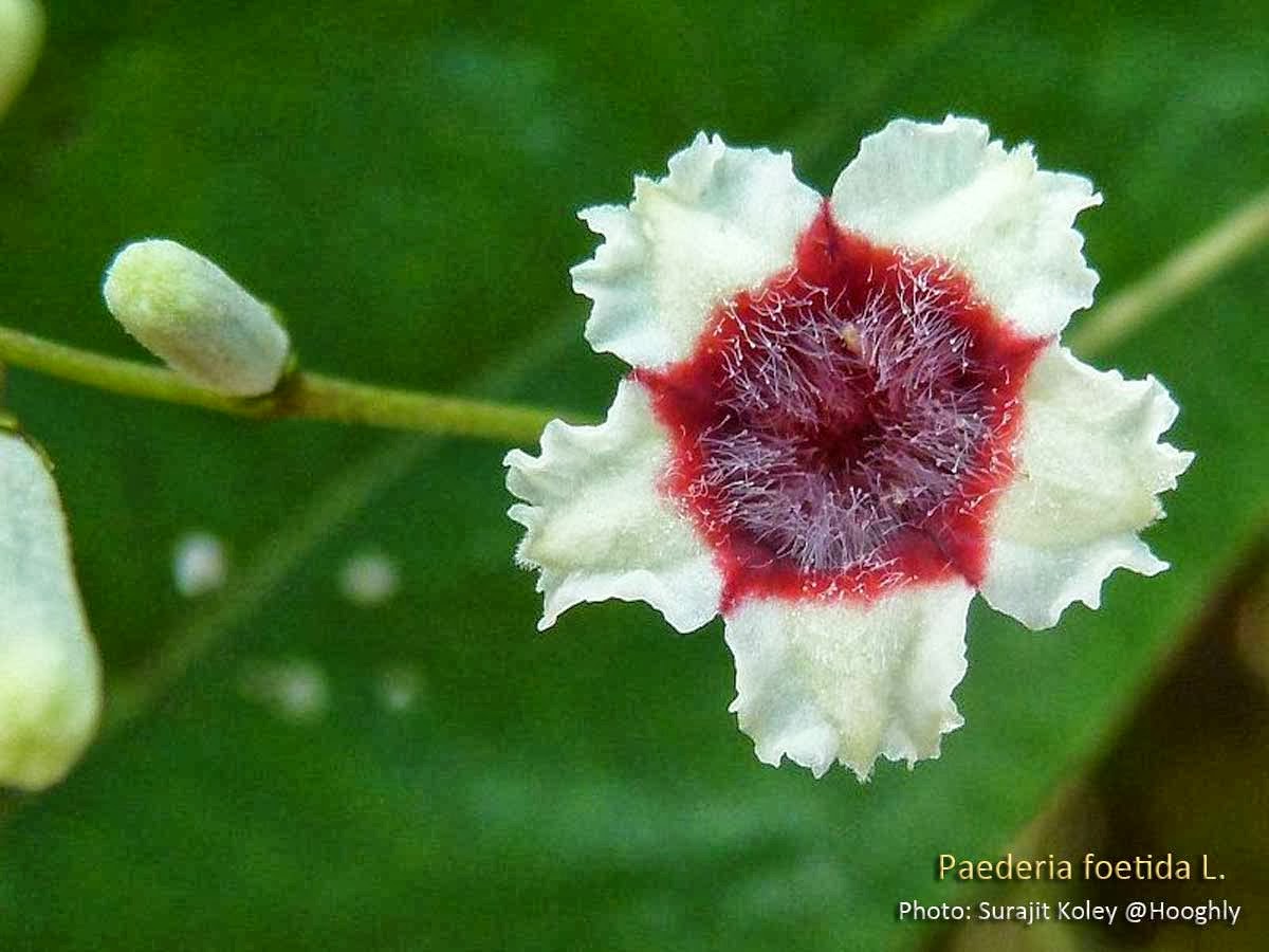 Medicinal Plants: Paederia foetida, Prasarani, Tala nili, Mudiyar Kundal