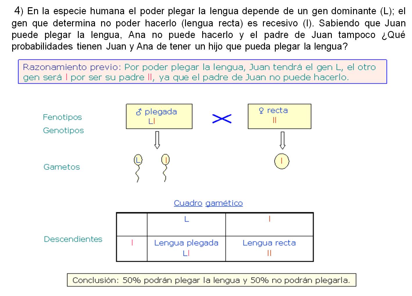 CIENCIAS NATURALES MIRANDINA: Ayuda para Examen sobre Genética Mendeliana