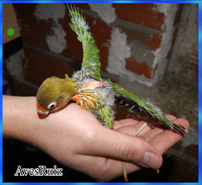 Aves Ruiz: PAPILLEROS