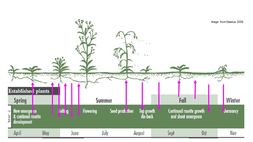 Make a management plan now for perennial weeds in 2020