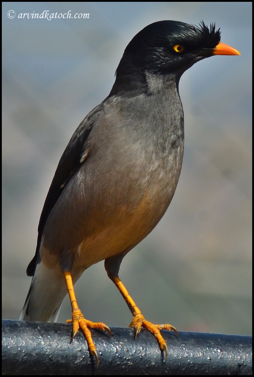 Jungle Myna Pictures and Detail (Acridotheres fuscus)
