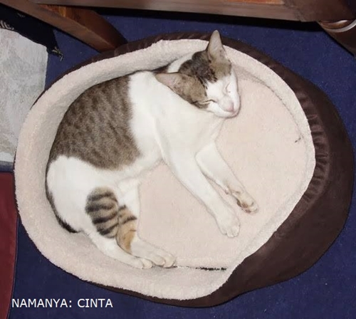 Promosi Pariwisata Indonesia: Kucing lokal dari Aceh tinggal di Jerman