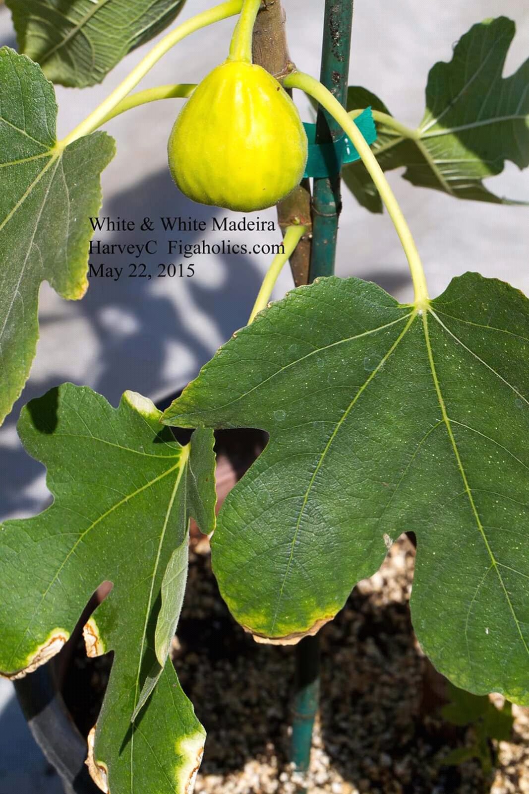 White and white Madeira Fig - Var Tin