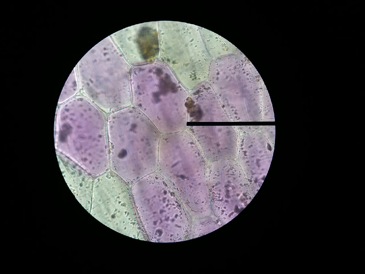 Biology: Penebalan Dinding Sel dan Plasmolisis