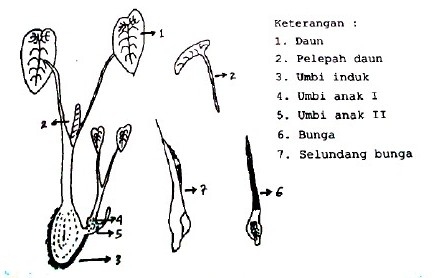 Tanaman Talas dan Jenis Talas Yang Umum di Budidayakan Serta Nama-nama ...