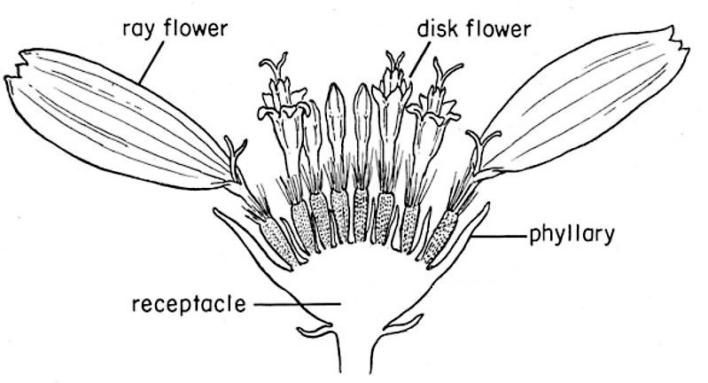 Nature Ramblers: Ramble Report September 5 2019