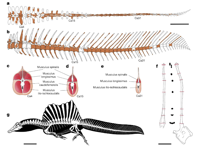 My Prehistoric Saga: Dino Bios: Spinosaurus.
