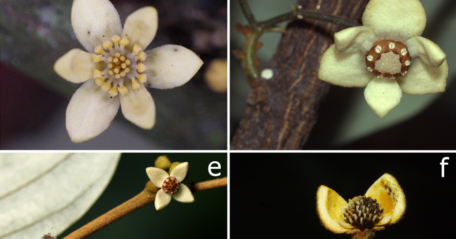 Species New to Science: [Botany • 2018] Floral Evolution by ...