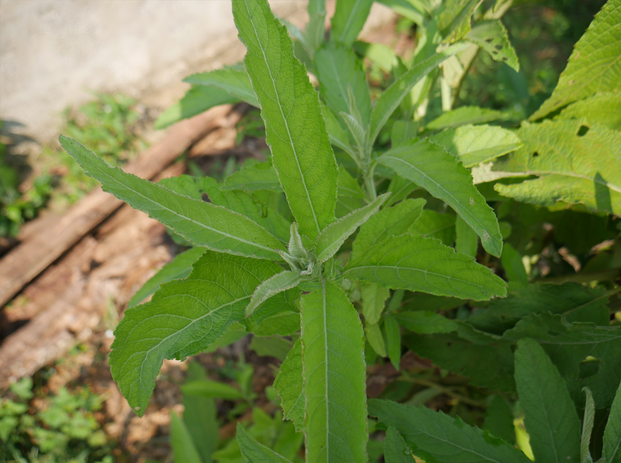 SAMBONG: The Incredible Benefits And Uses