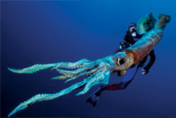 Un paseo por la zoología: Un titán de las profundidades: El calamar gigante