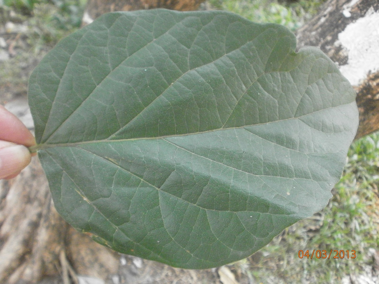 Photography with Dr. Ernie.: Alagaw tree, Premna Odorata