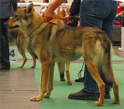 Height : Males at least26 inches (65 cm) Females at least 24 inches (60 cm)