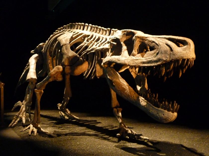 Prehistoric Beast of the Week: Saurosuchus: Beast of the Week