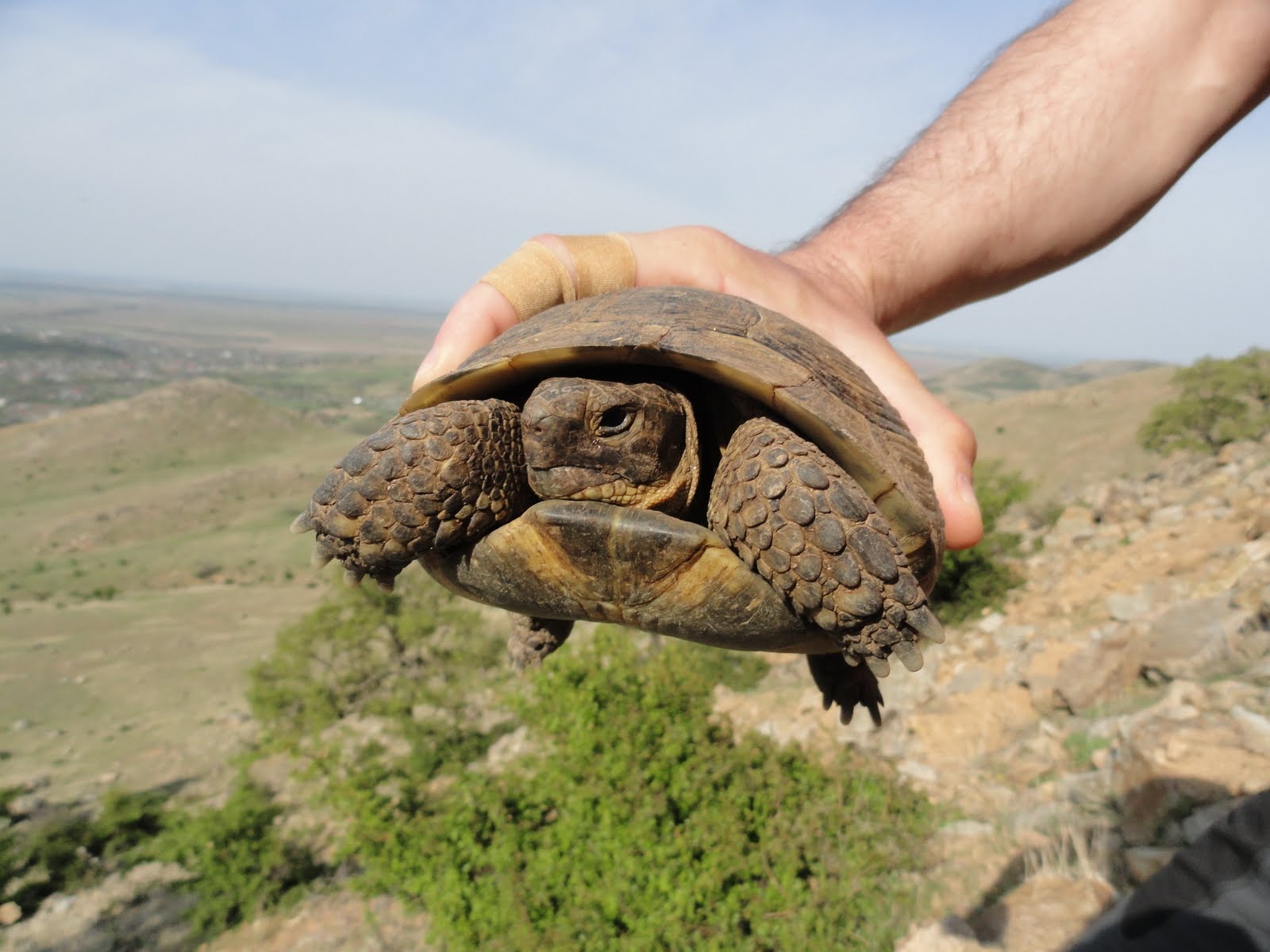 Frumusetile naturii: Broasca testoasa de uscat - "testoasa dobrogeana ...