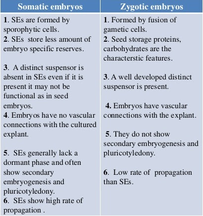 Differences between somatic and gametic embryogenesis