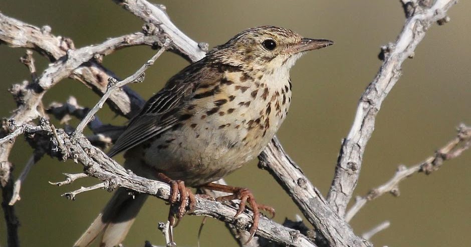 Argentina nativa: Cachirla común (Anthus correndera)